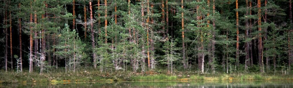Mitä VASKI-hanke on tuonut HAMIin? - HAMI